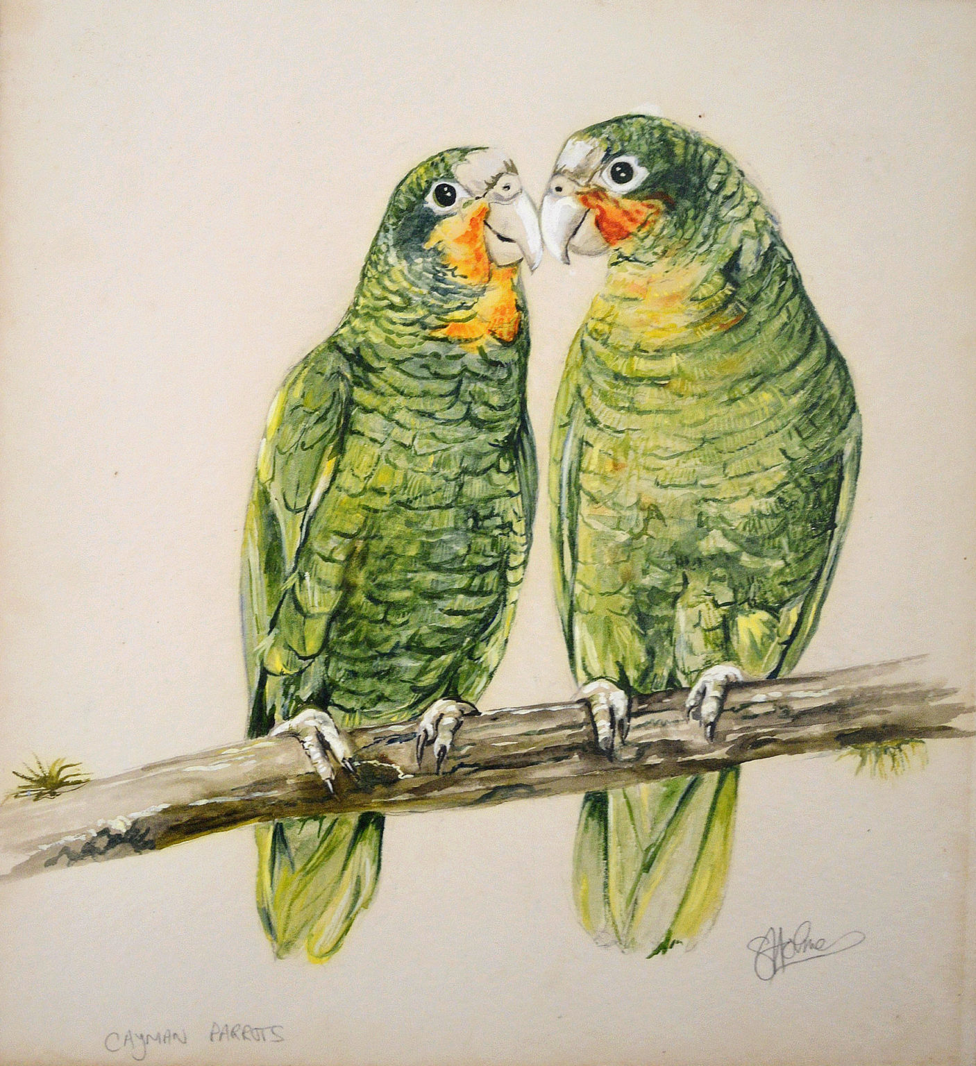 Cayman Parrots - National Gallery of the Cayman Islands