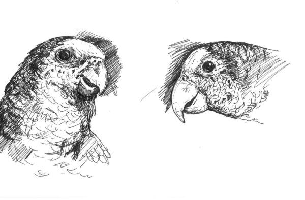 Untitled (Cayman Parrots) by Yonier Powery - National Gallery of the ...